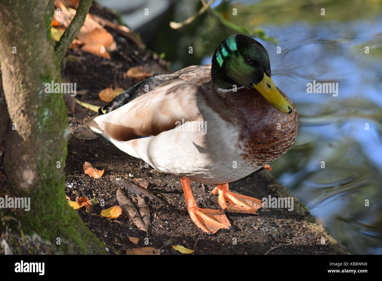 Male Mallard duck Stock Photo - Alamy