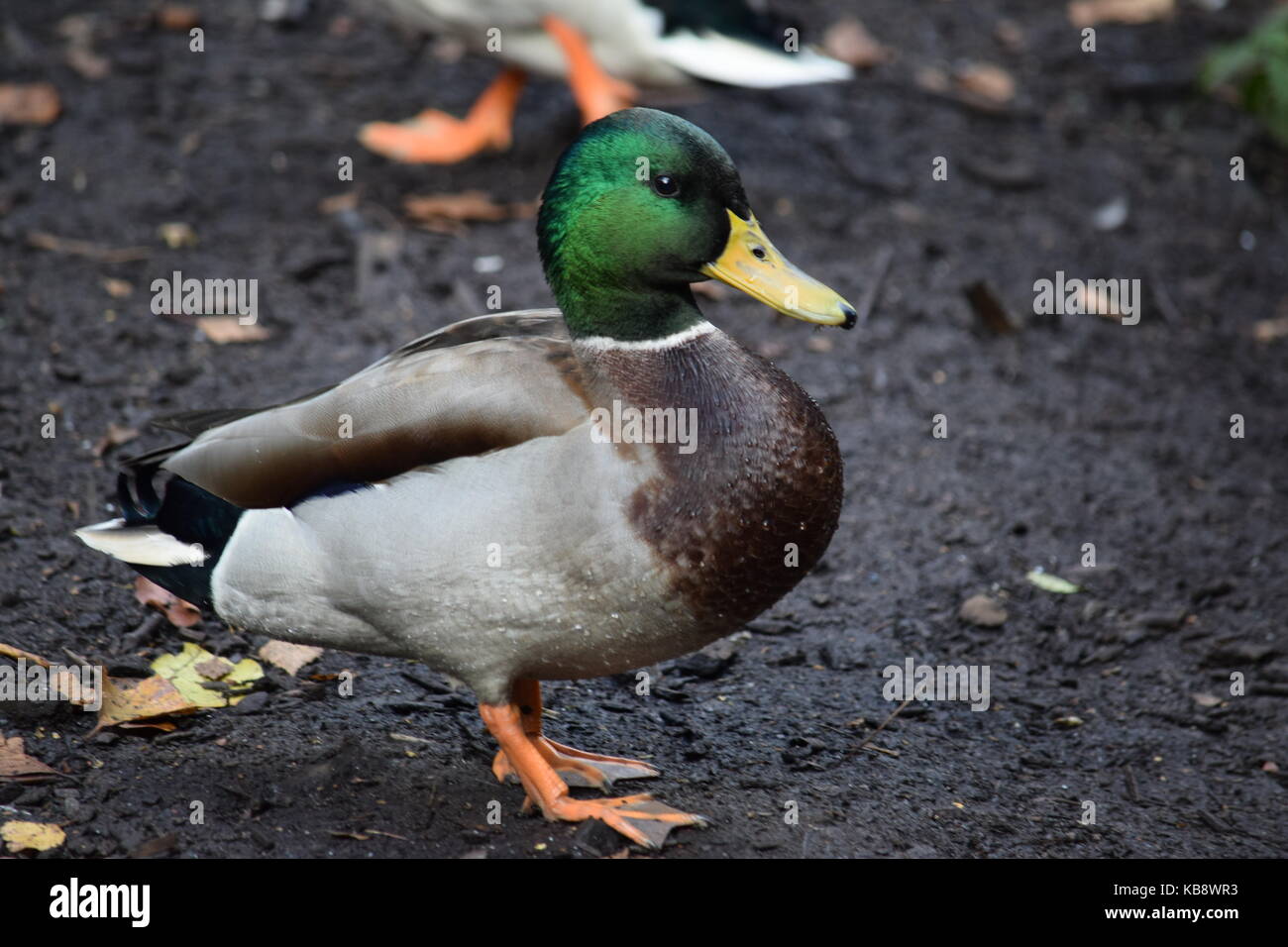 Male Mallard duck Stock Photo - Alamy