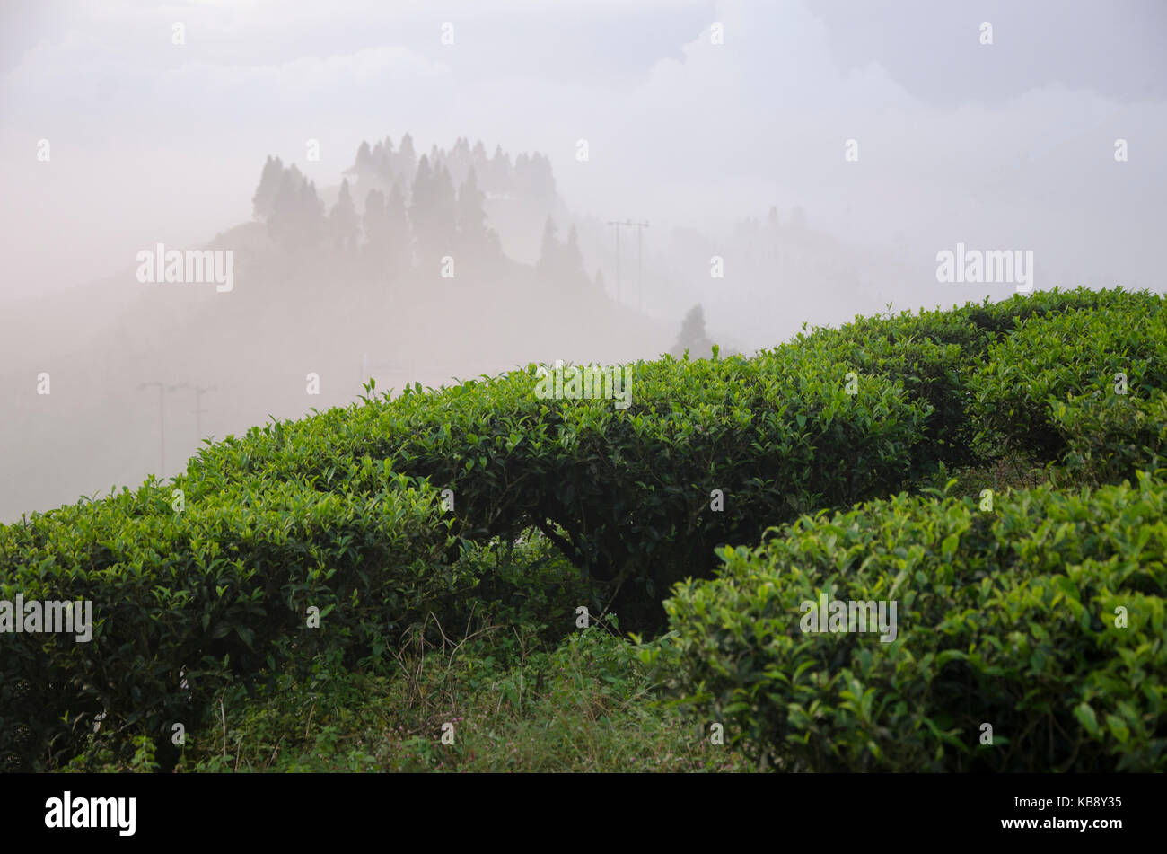 Tea garden with foggy background near Kanyam in Nepal Stock Photo - Alamy