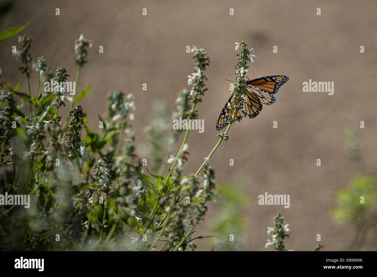 Monarch Butterfly In Action Stock Photo - Alamy