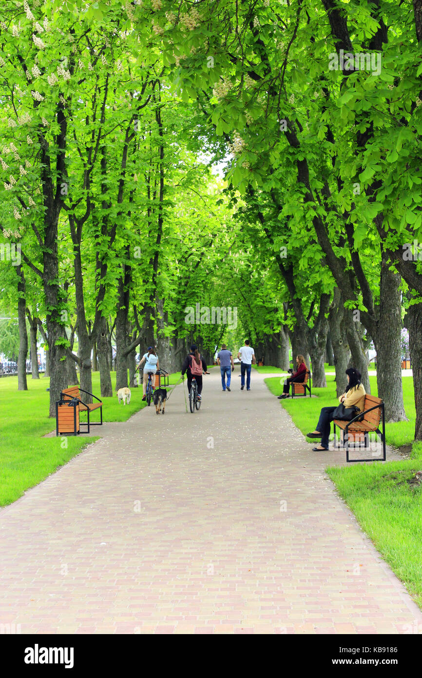 beautiful city park with nice promenade path benches and big green ...