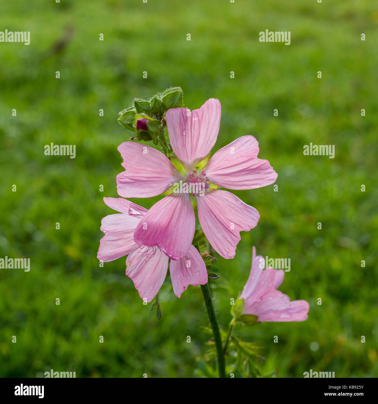 Musk-mallow (Malva moschata) flowers growing wild on Turbary Common ...