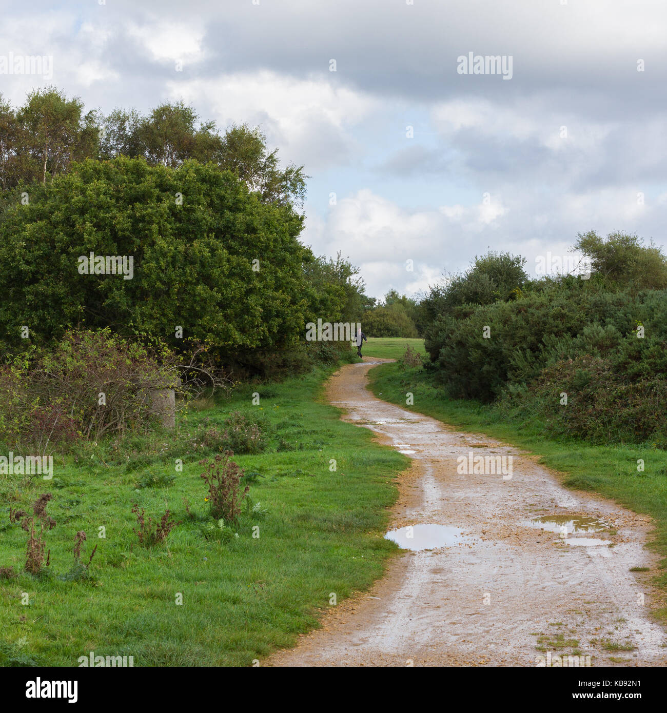 Footpath leading through Turbary Common nature reserve, Dorset, UK ...