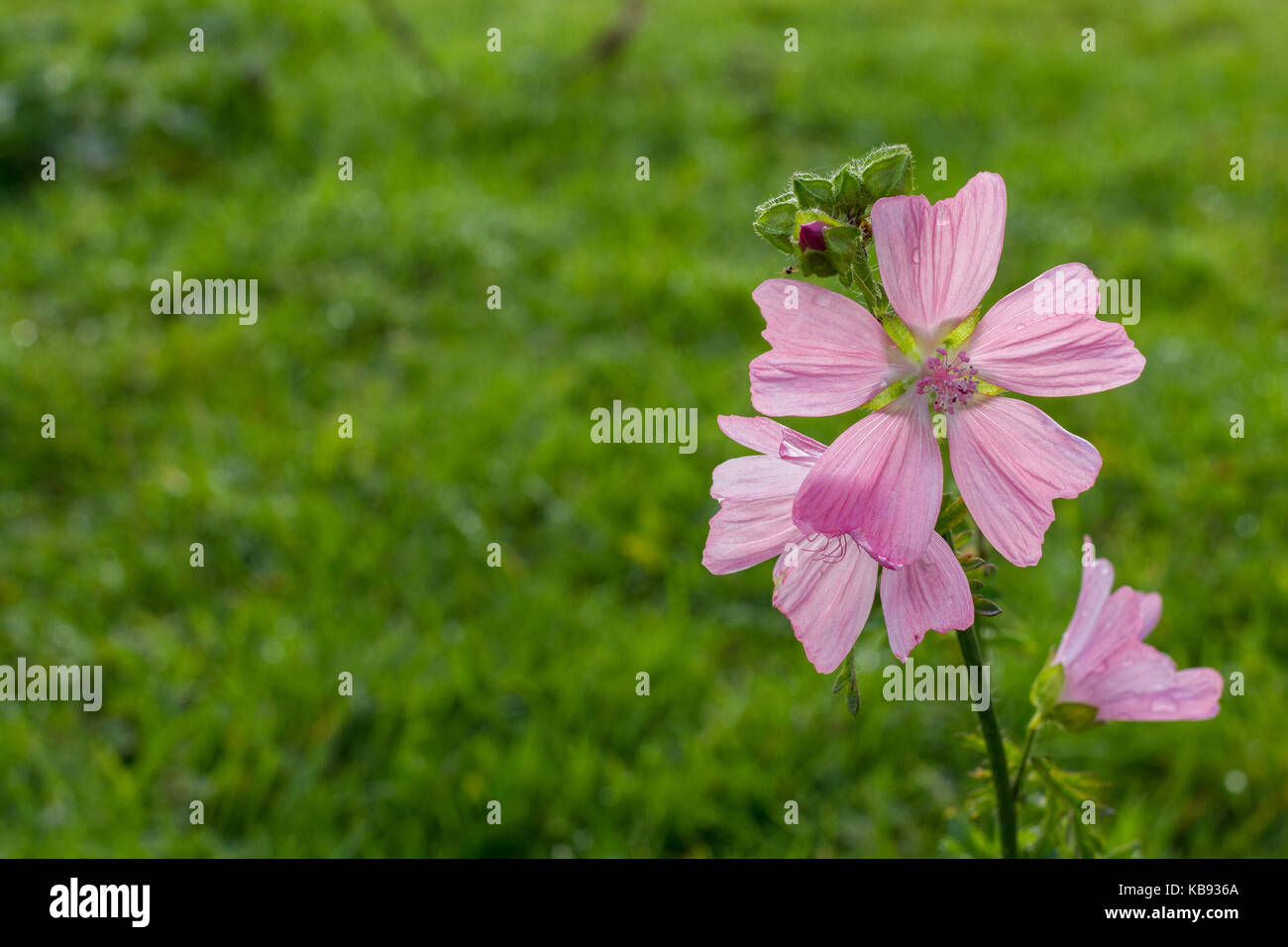 Musk-mallow (Malva moschata) flowers growing wild on Turbary Common ...