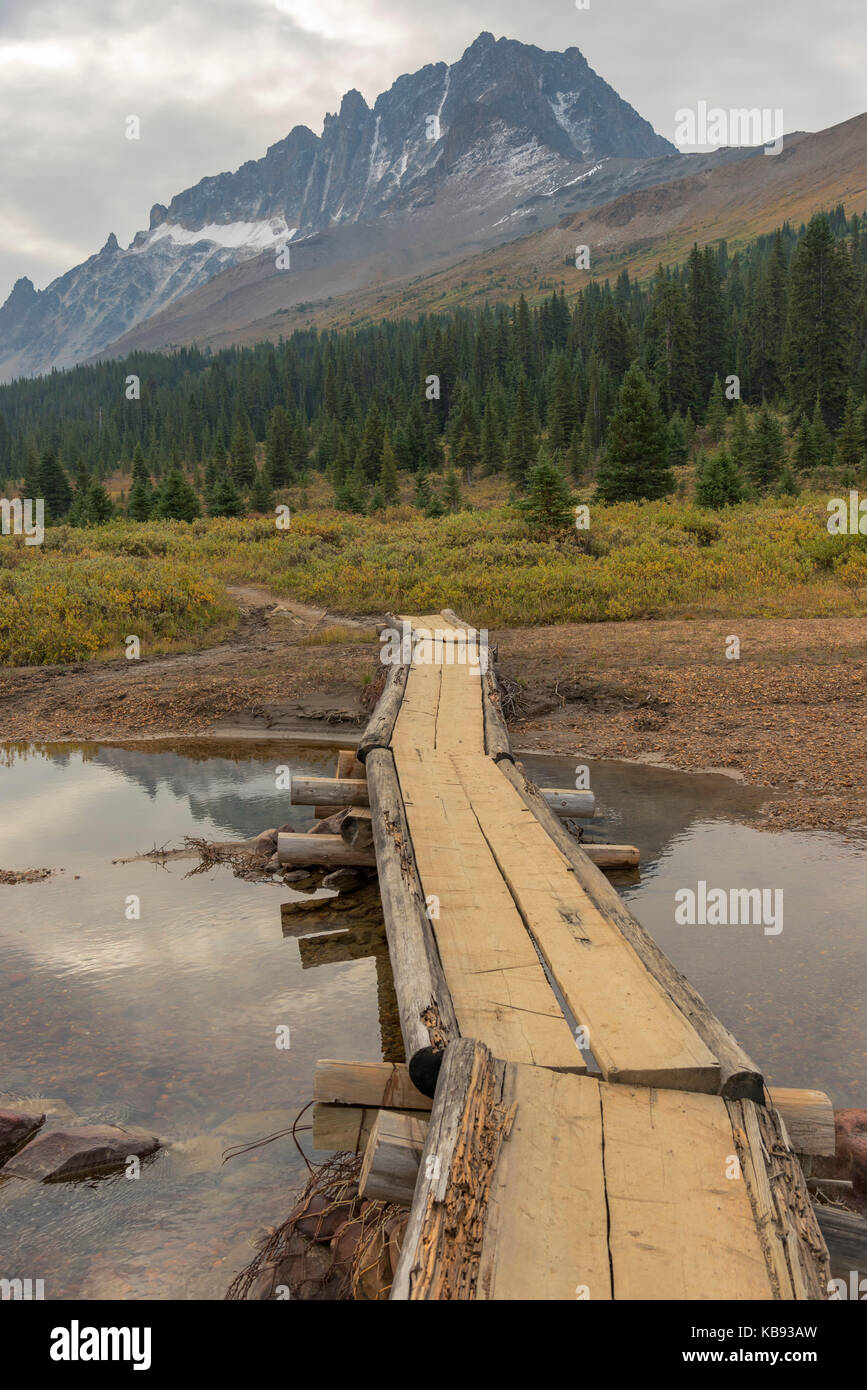 A small bridge on the Tonquin Trail Jasper Alberta Stock Photo - Alamy
