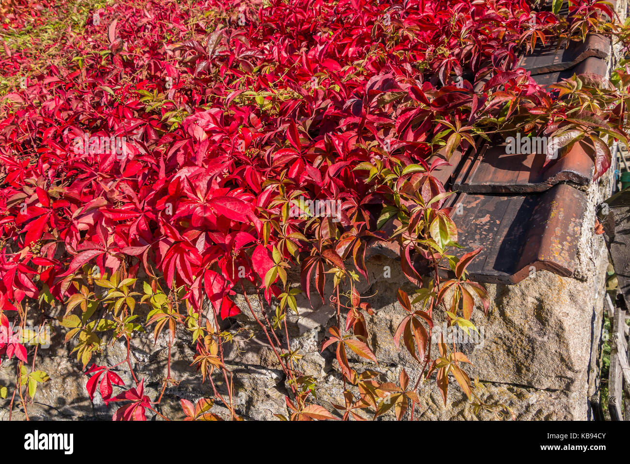 Autumn colour, flame red Virginia Creeper plant covering a stone barn ...