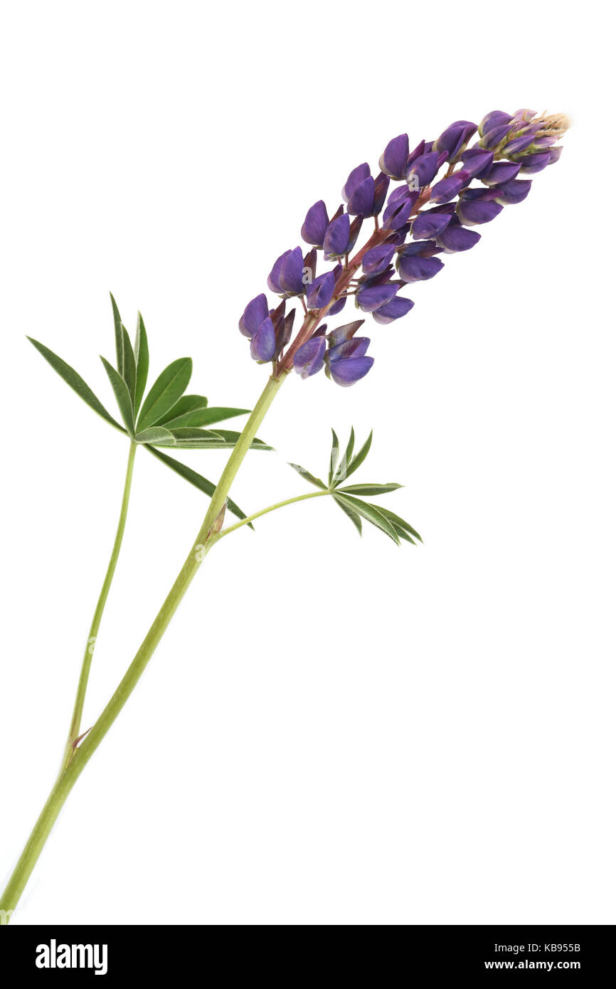 Closeup of pink lupine with long stem on white background Stock Photo ...