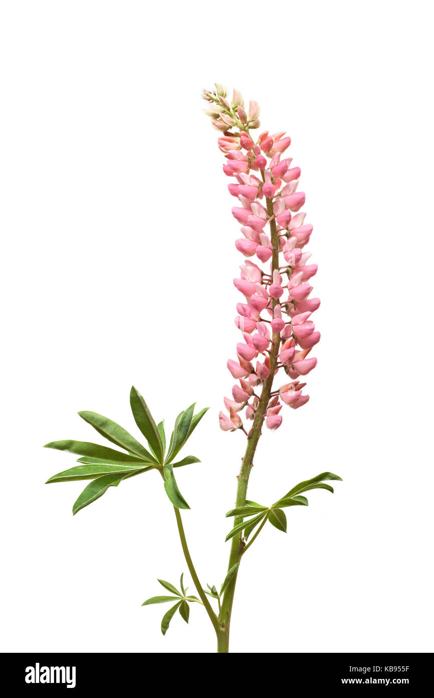 Closeup of pink lupine with long stem on white background Stock Photo ...