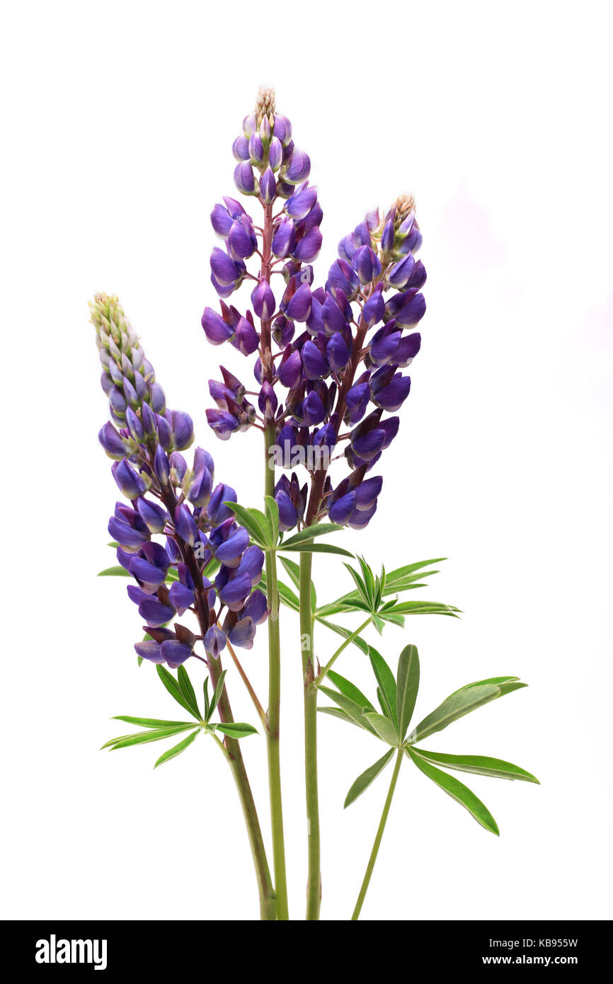 Closeup of purple lupines with long stem on white background Stock ...