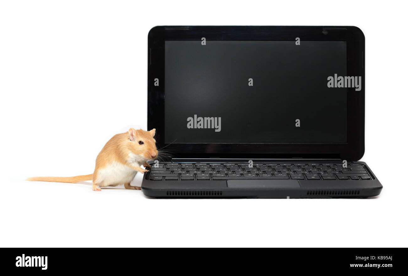 Real ginger mouse standing near modern black laptop on white background ...