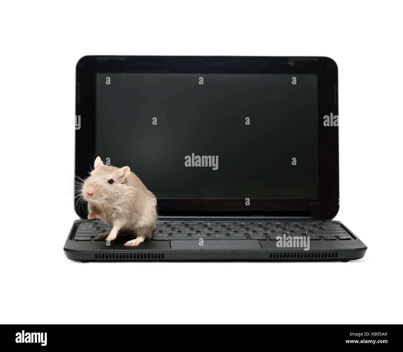Real gray mouse sitting on modern black laptop. Isolated on white ...
