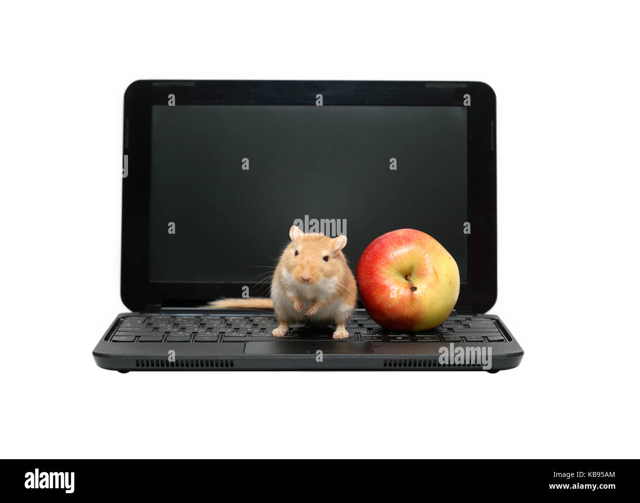 Real ginger mouse and apple on black modern laptop. Isolated on white ...