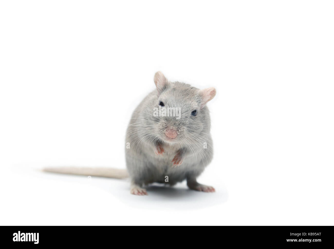 Nice gray mouse standing on white background Stock Photo - Alamy