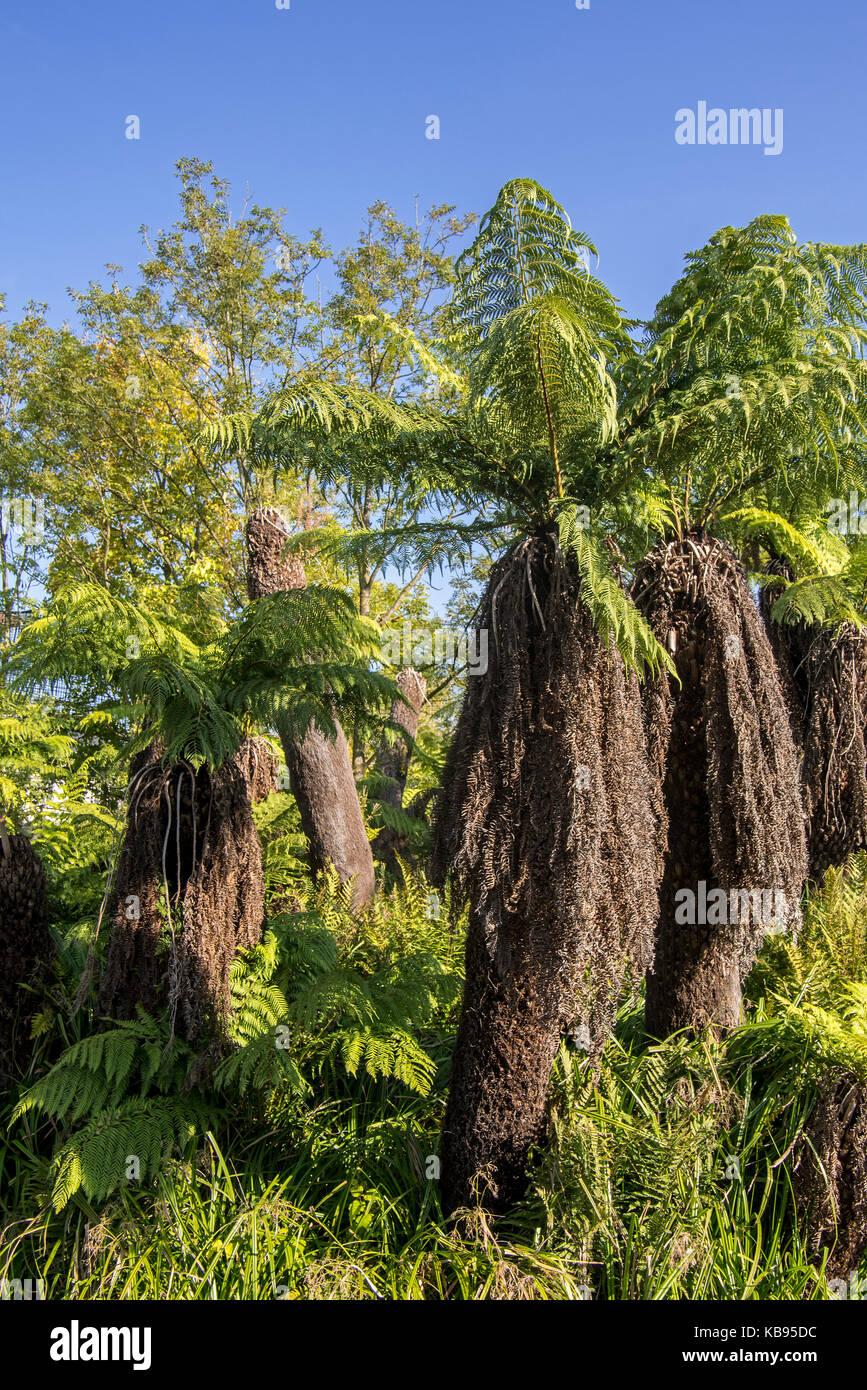 Soft tree ferns / man ferns (Dicksonia antarctica) evergreen tree fern ...