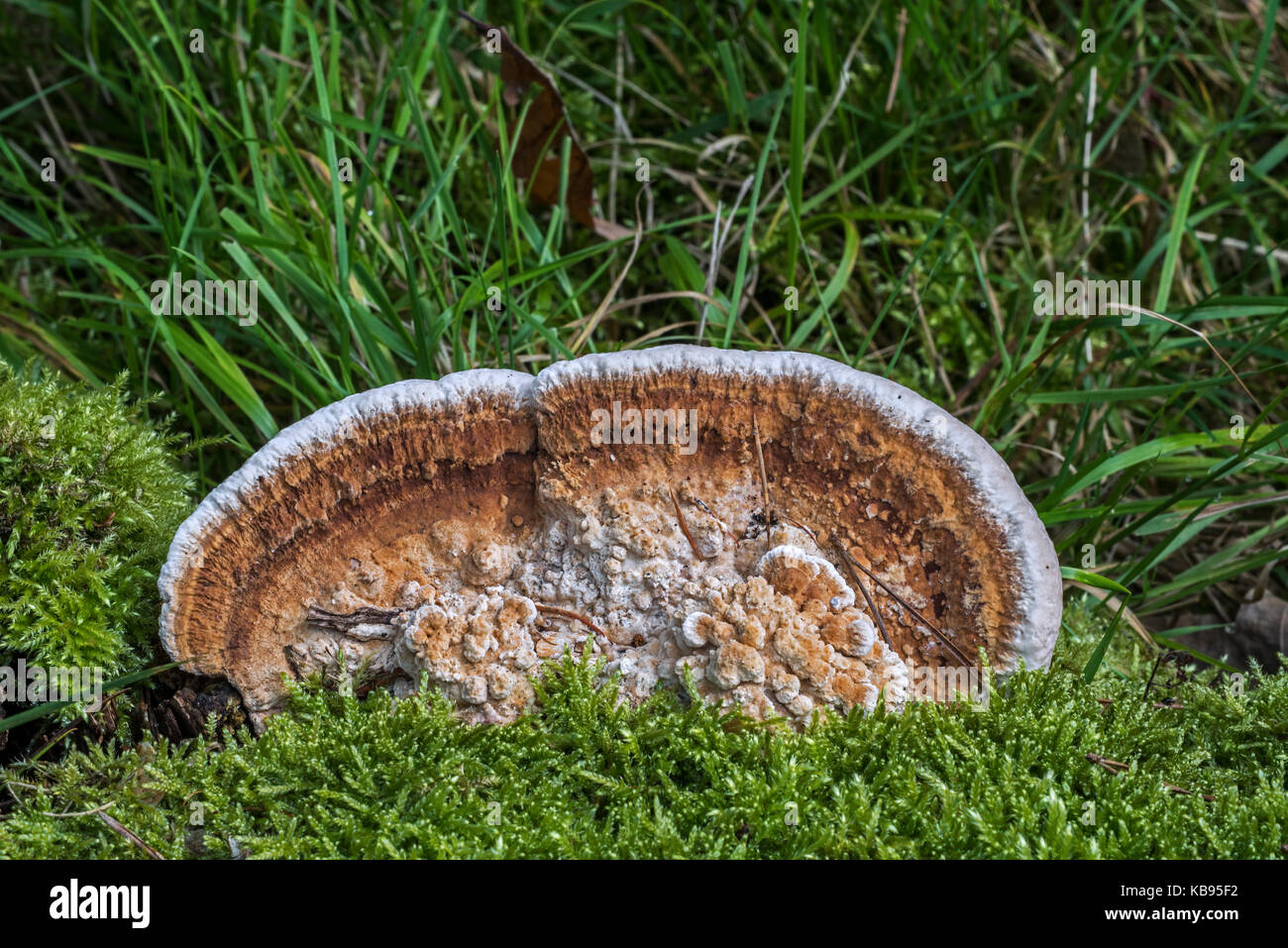 Thin walled maze polypore / blushing bracket (Daedaleopsis confragosa ...