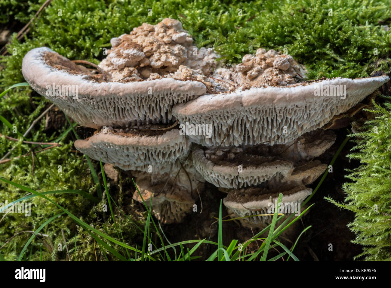Thin walled maze polypore / blushing bracket (Daedaleopsis confragosa ...