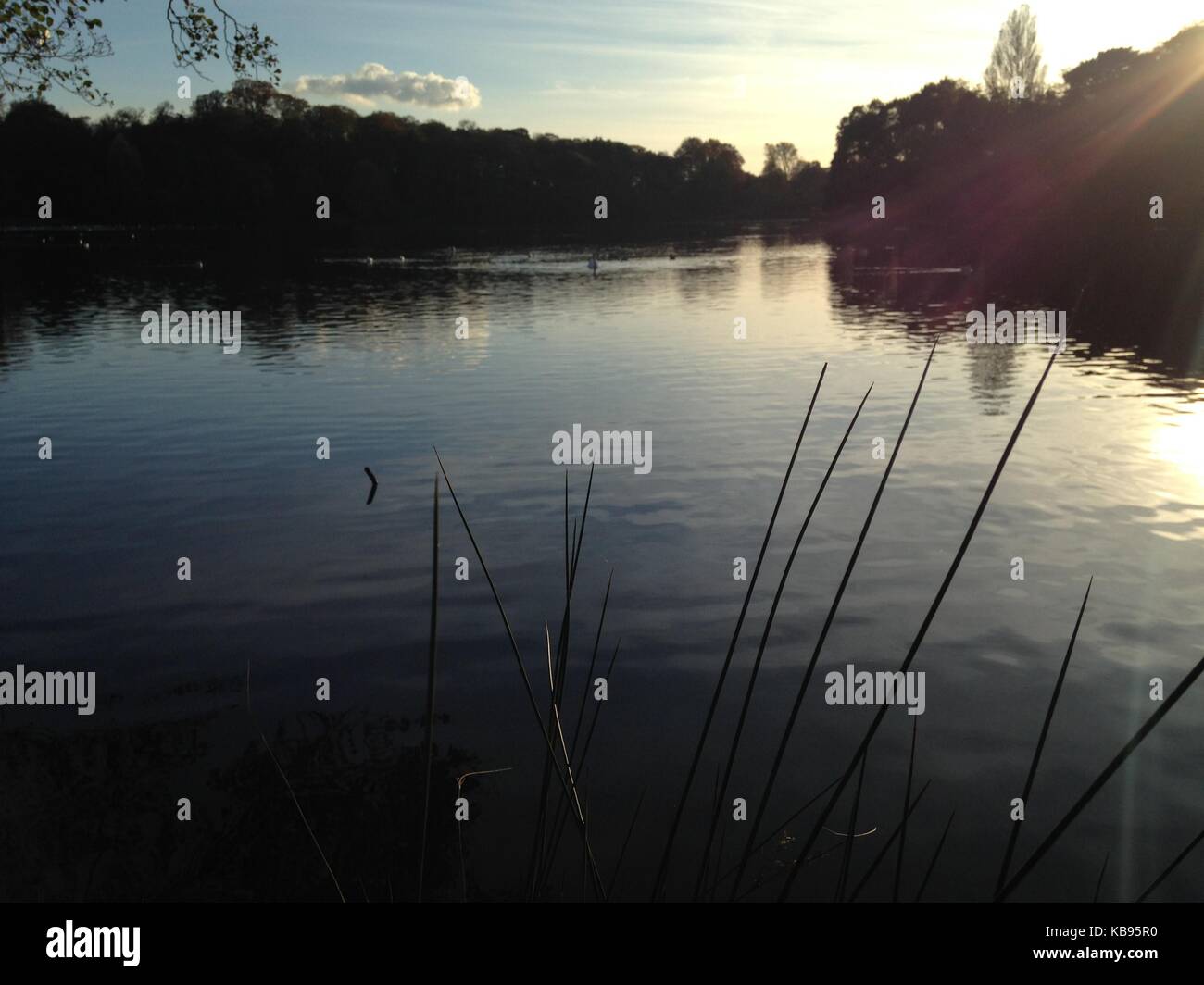 Lake at Wollaton Park Nottingham in November Stock Photo - Alamy