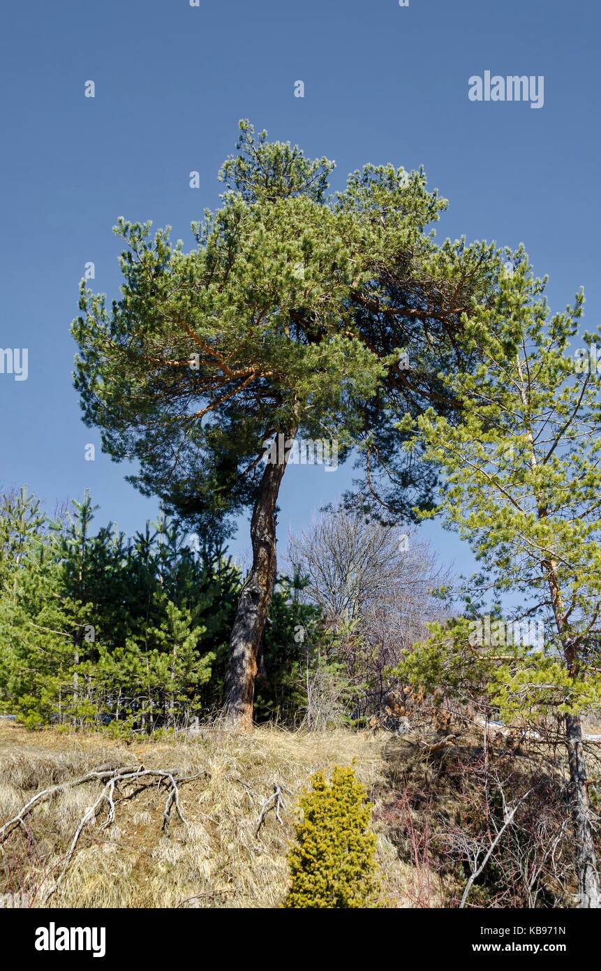 Background with pine tree and pine forest on mountainside, Vitosha ...