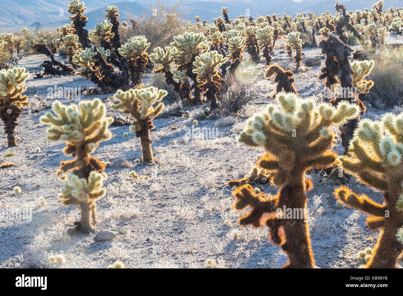 joshua tree national park cholla cactus garden Stock Photo - Alamy