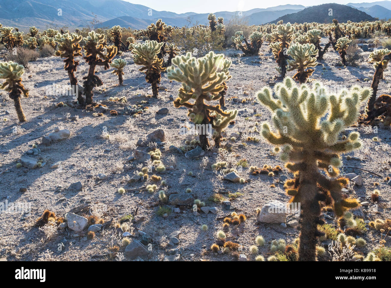 joshua tree national park cholla cactus garden Stock Photo - Alamy