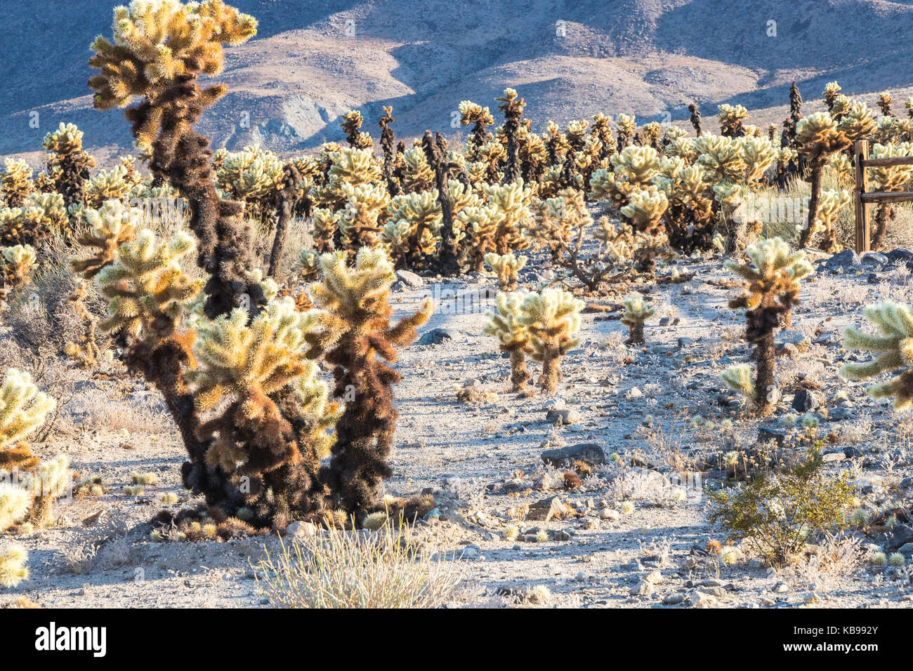 joshua tree national park cholla cactus garden Stock Photo - Alamy