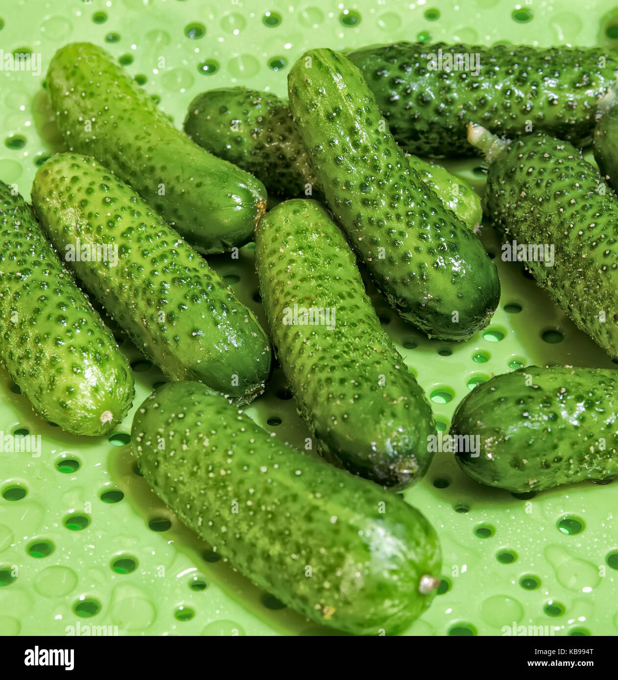 Group of the small wet green cucumbers on the light green tray Stock ...