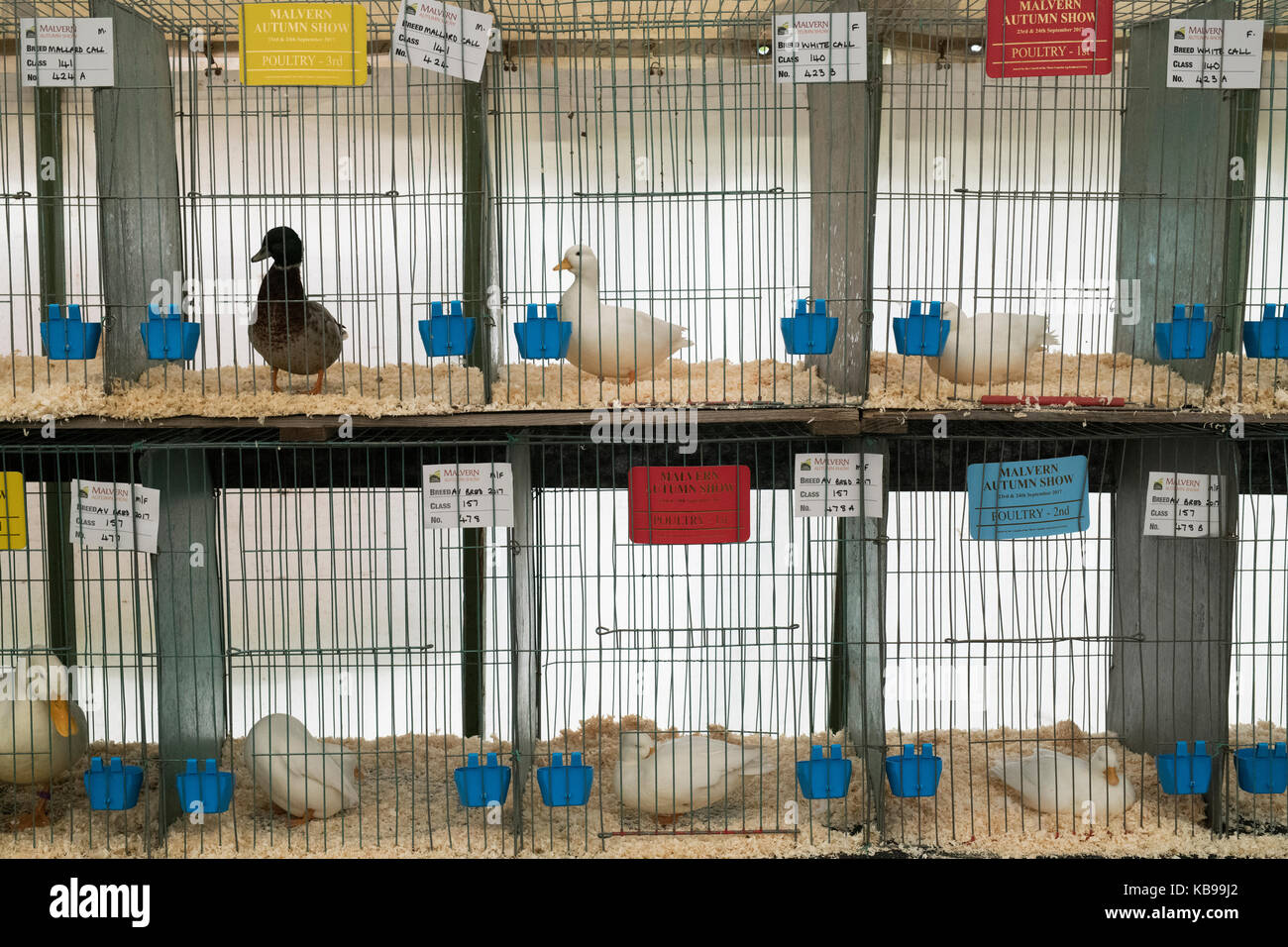Poultry show cages hi-res stock photography and images - Alamy