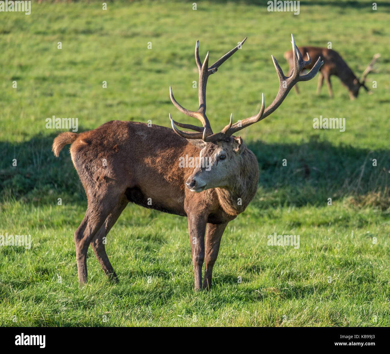 Deer and stags at Wollaton Hall Nottingham in November Stock Photo - Alamy