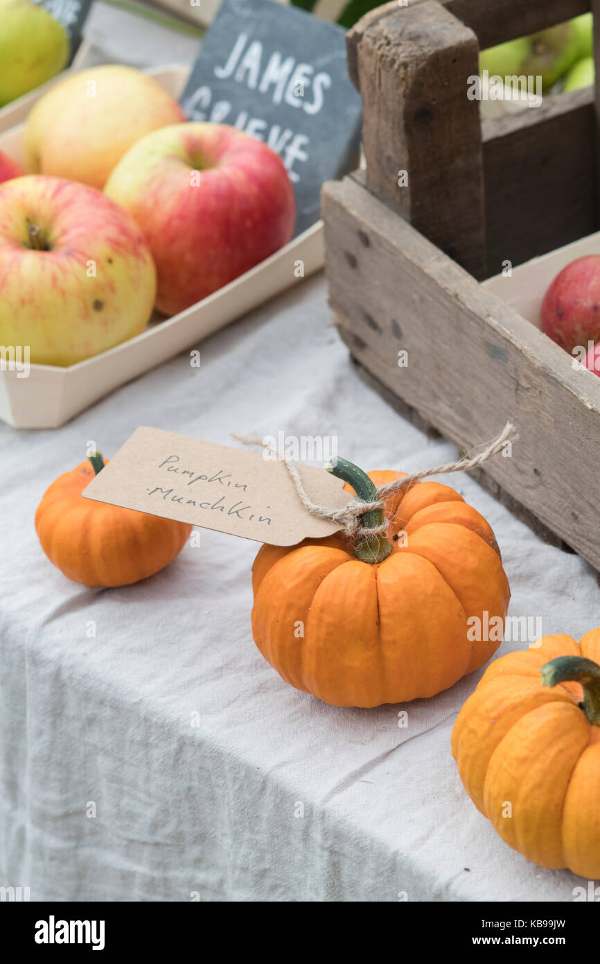 Munchkin hi-res stock photography and images - Alamy