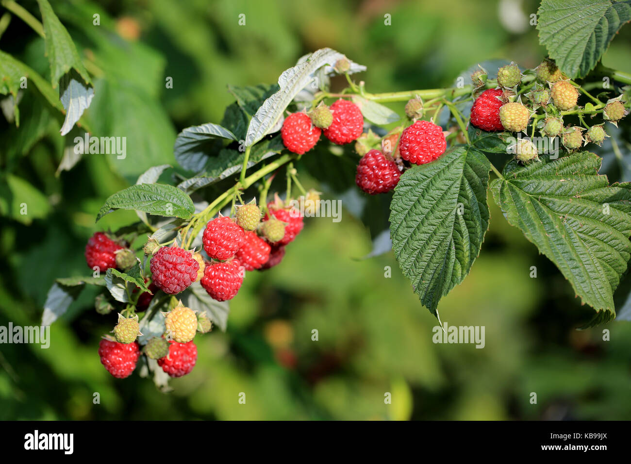 Fresh red ripe raspberries on branch Stock Photo - Alamy