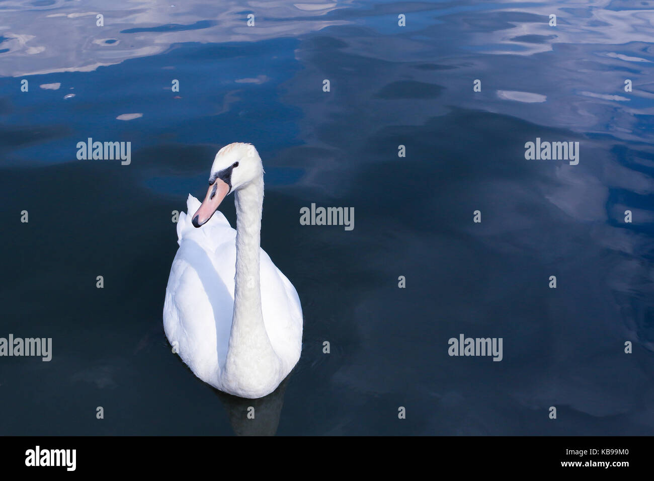 Swan on deep blue water Stock Photo - Alamy