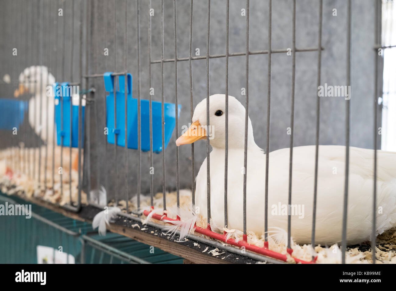Ducks in cages being shown at an autumn show. UK Stock Photo - Alamy