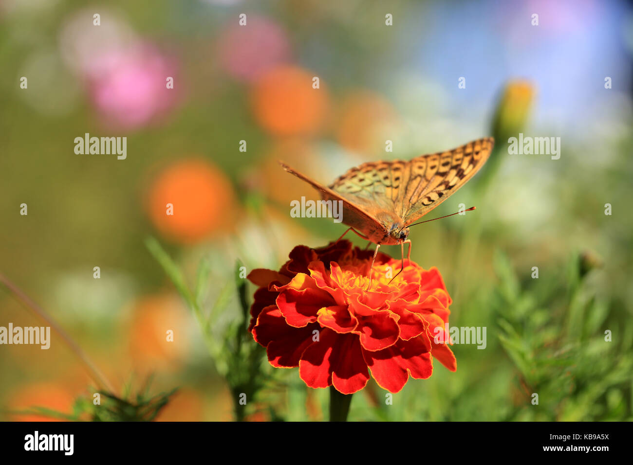 Beautiful butterfly in a meadow Stock Photo - Alamy