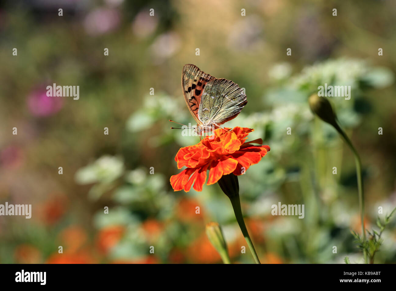 Beautiful butterfly in a meadow Stock Photo - Alamy