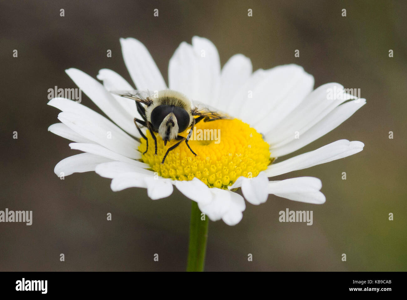 Bee on Daisy Stock Photo - Alamy