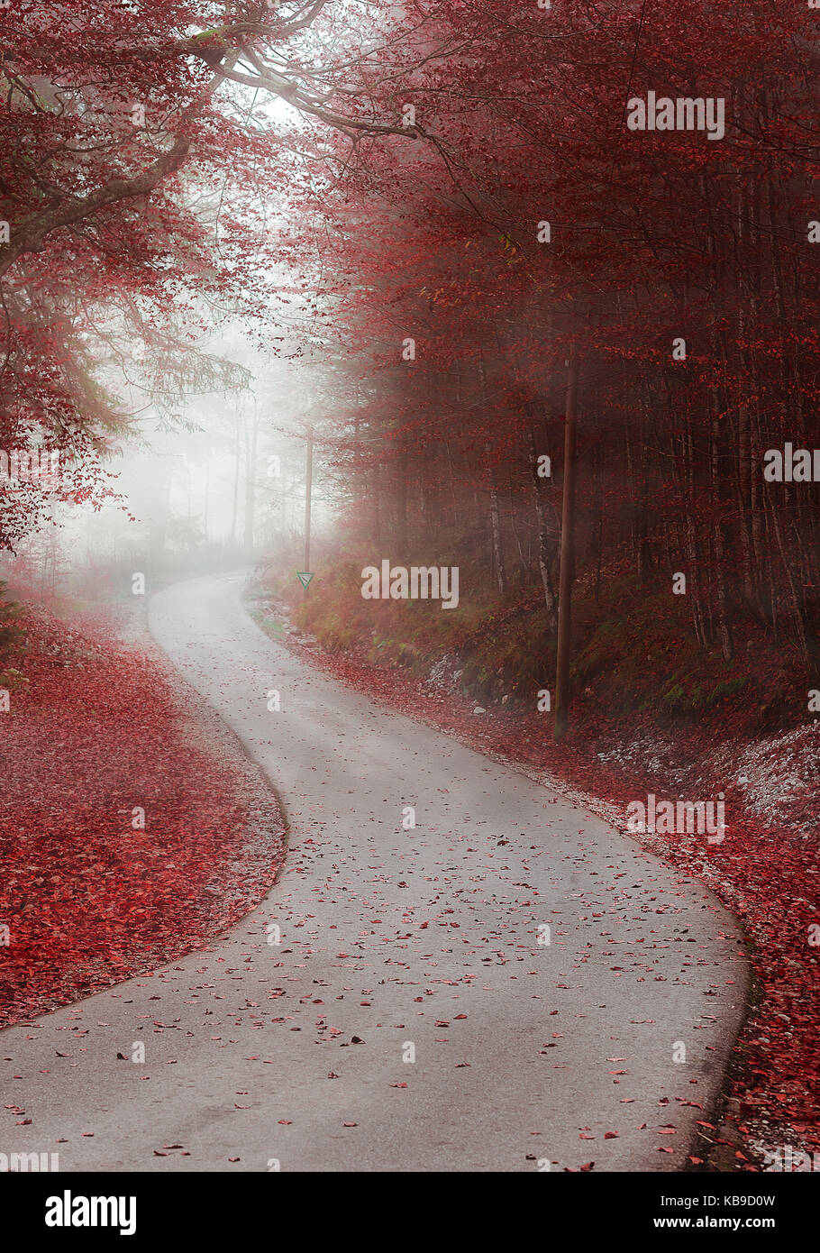 Autumn forest with red leaves crossed by a country road, shrouded by a ...