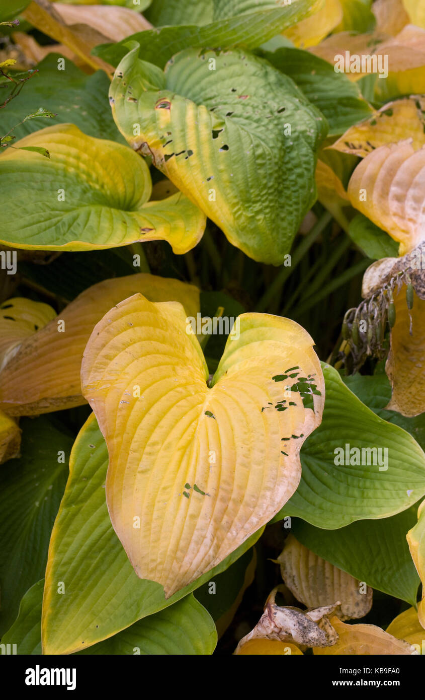 Hosta slug hole hi-res stock photography and images - Alamy