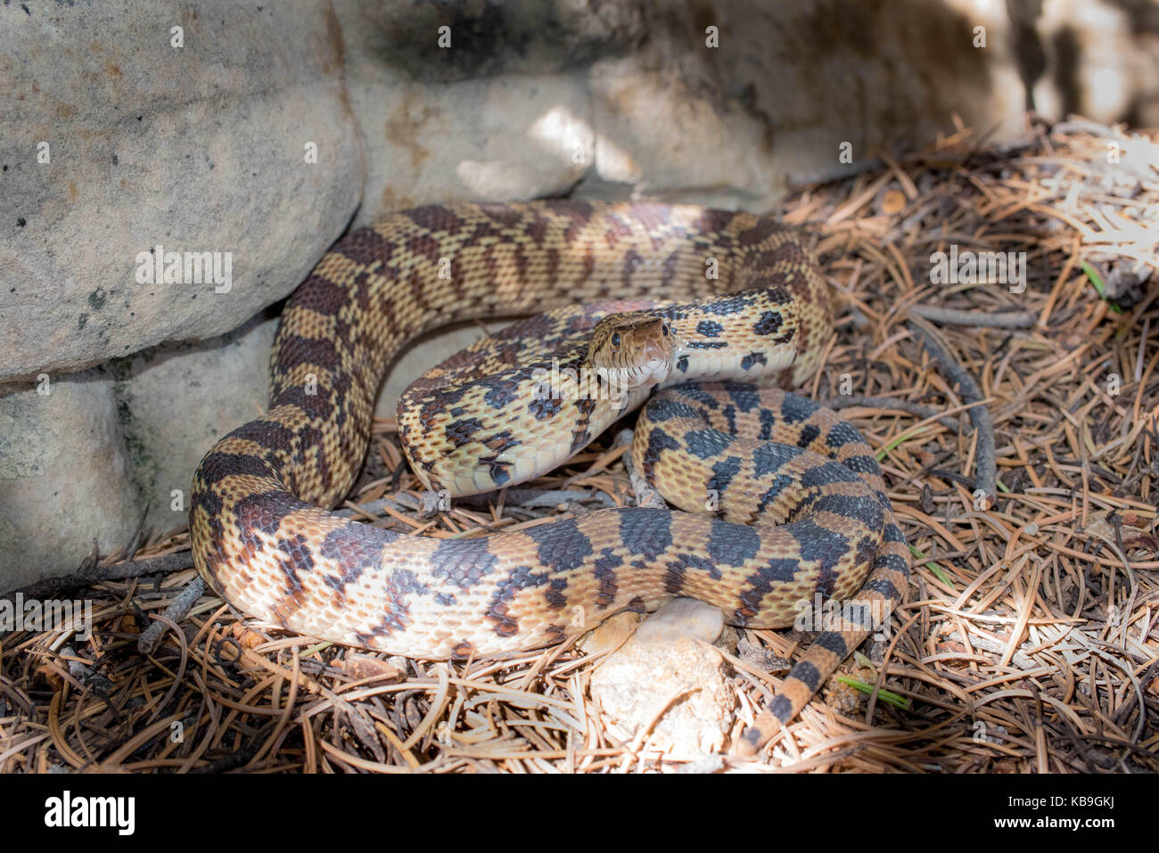 Sonoran Gopher Snake, (Pituophis melanoleucus affinis), El Malpais National Conservation Area ...