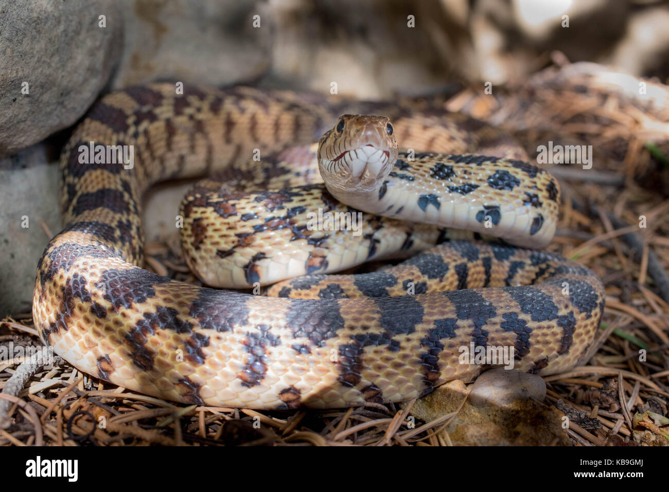 Sonoran Gopher Snake, (Pituophis melanoleucus affinis), El Malpais ...