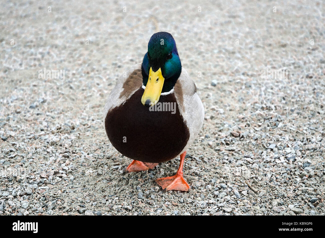 Quack bird hi-res stock photography and images - Alamy