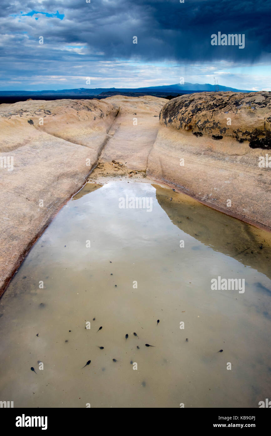 Red-spotted Toad, (Anaxyrus punctatus), tadpole in a rock pool ...