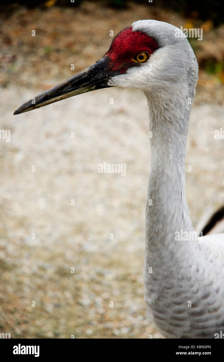 Pretty crane hi-res stock photography and images - Alamy