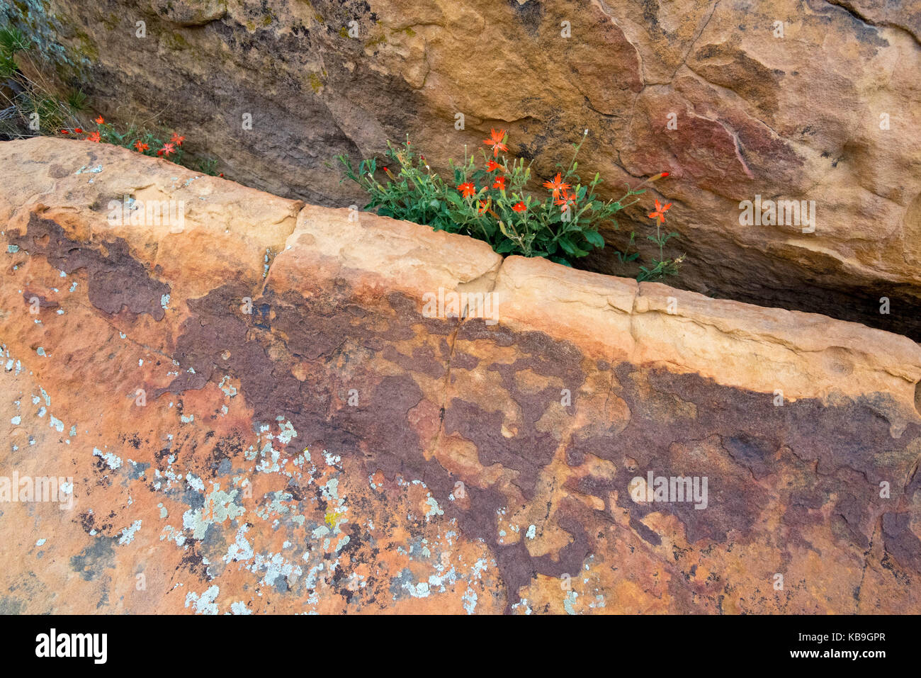 Cardinal Catchfly, (Silene laciniata), Sandstone Bluffs, El Malpais ...
