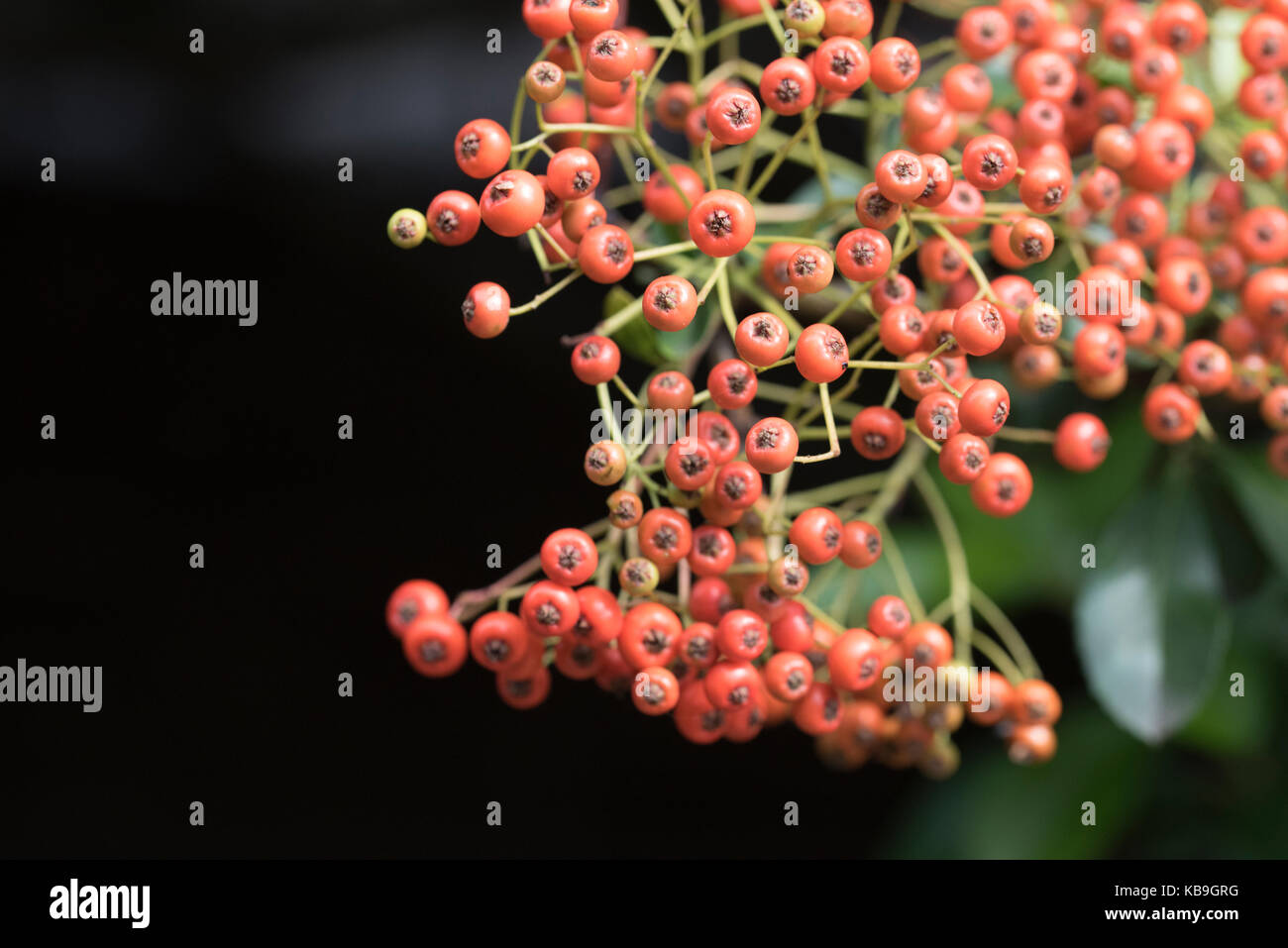 Small orange berries hi-res stock photography and images - Alamy