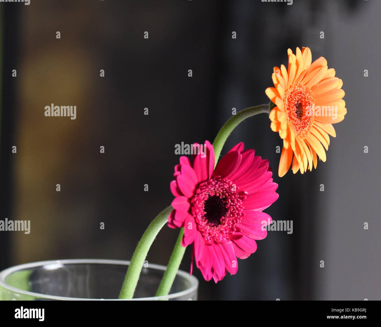Gerberas vase hi-res stock photography and images - Alamy