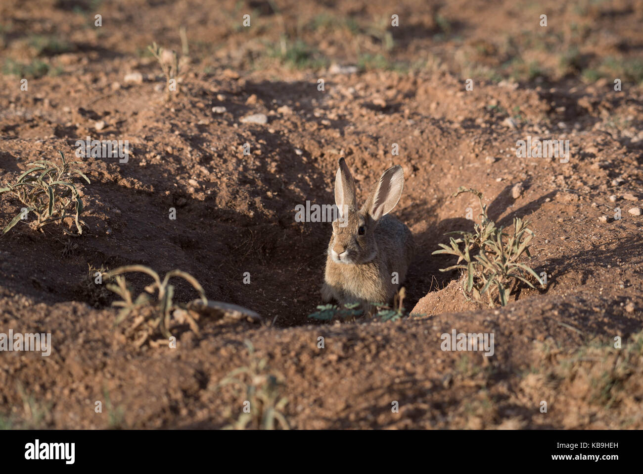 Prairie dog burrow hi-res stock photography and images - Alamy