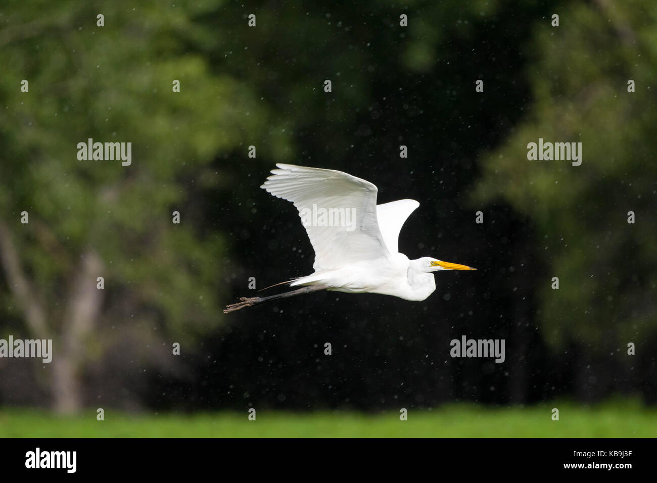 Great Egret, (Ardea alba), flying in the rain. Bosque del Apache ...