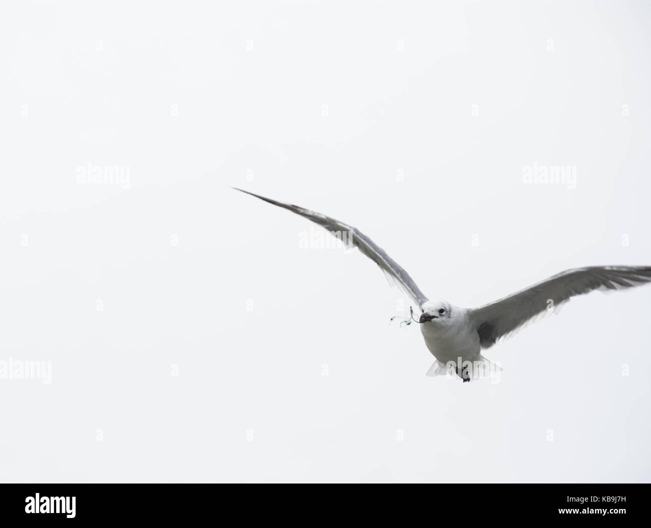 Seagull caught in fishing hi-res stock photography and images - Alamy