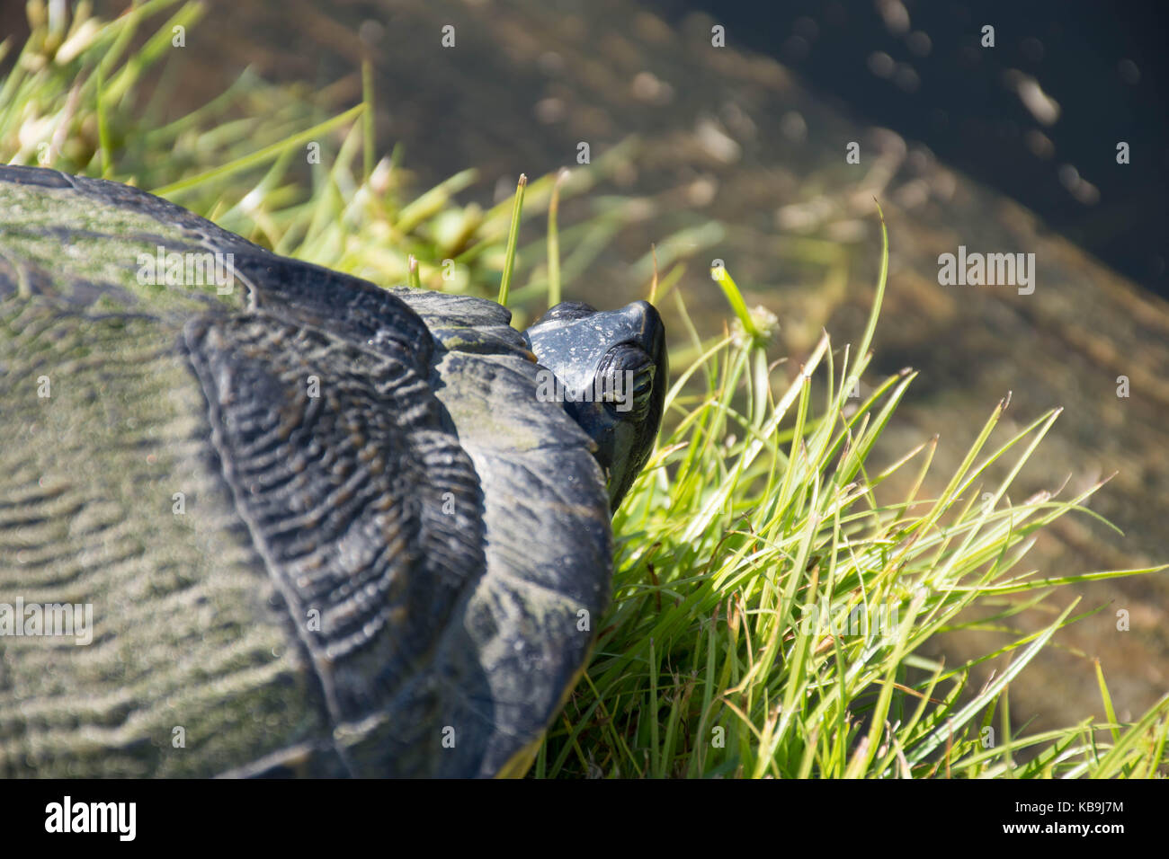 A big turtle Stock Photo - Alamy