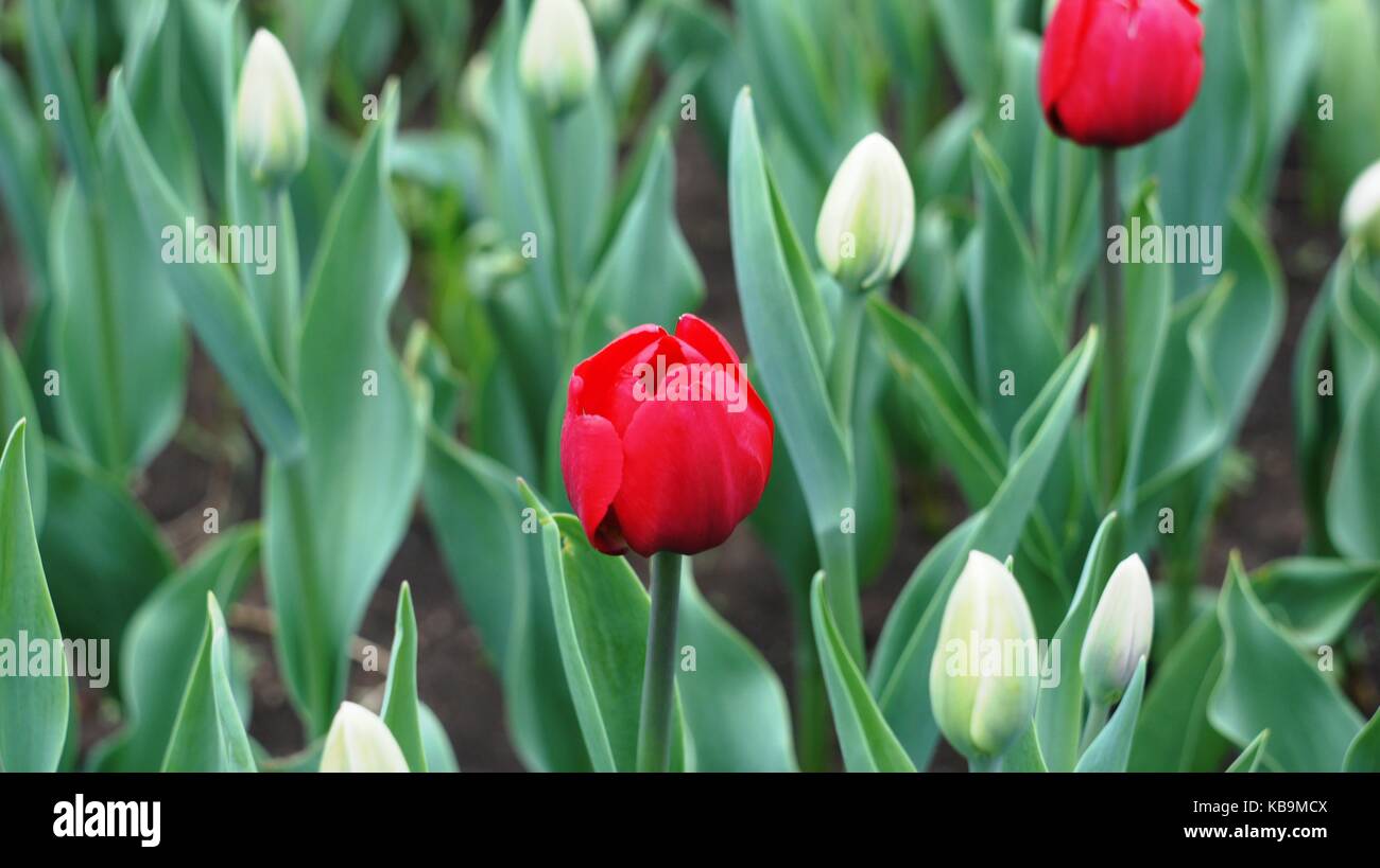 Spring flowers blooming in April and May on lawns, bushes and trees in ...